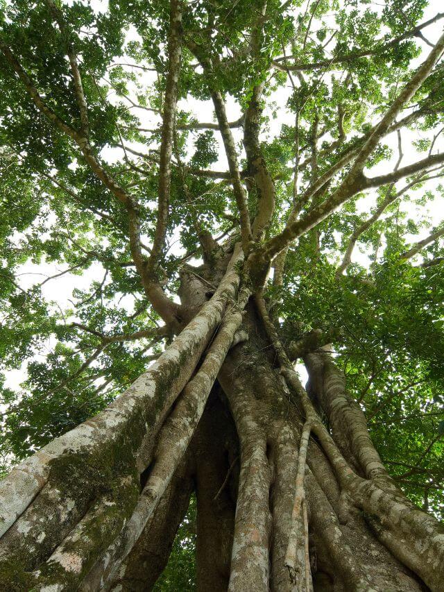 Cameroon’s Vital Rainforest Ecosystems Are Being Cut Down